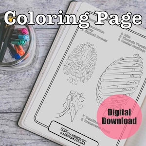 Rib Cage Coloring Page Sheet RN Med Student Study Guide Printable ...