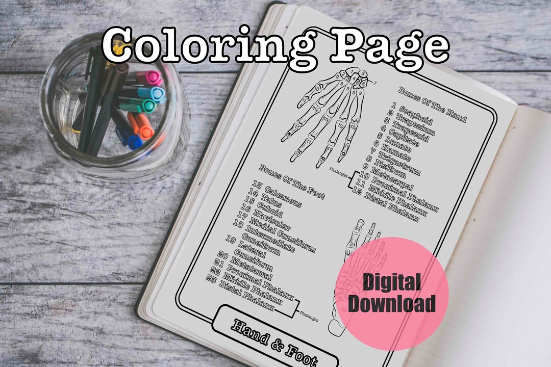 Hand Foot Bones Anatomy Coloring Page, Study Guide Bones Worksheet - Etsy