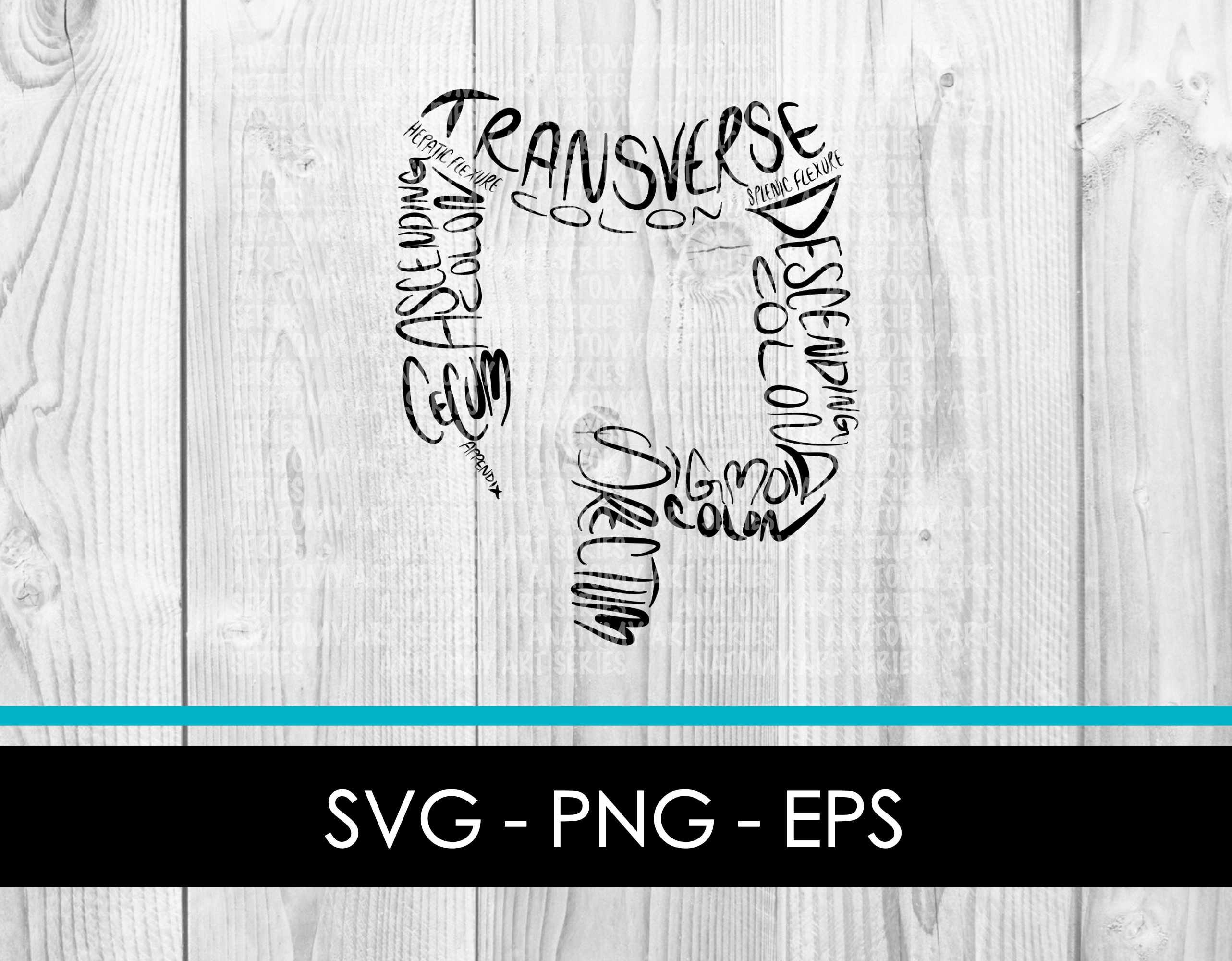 Intestestines Svg/digestive System Svg/silhouette Cut Files Intestinal ...