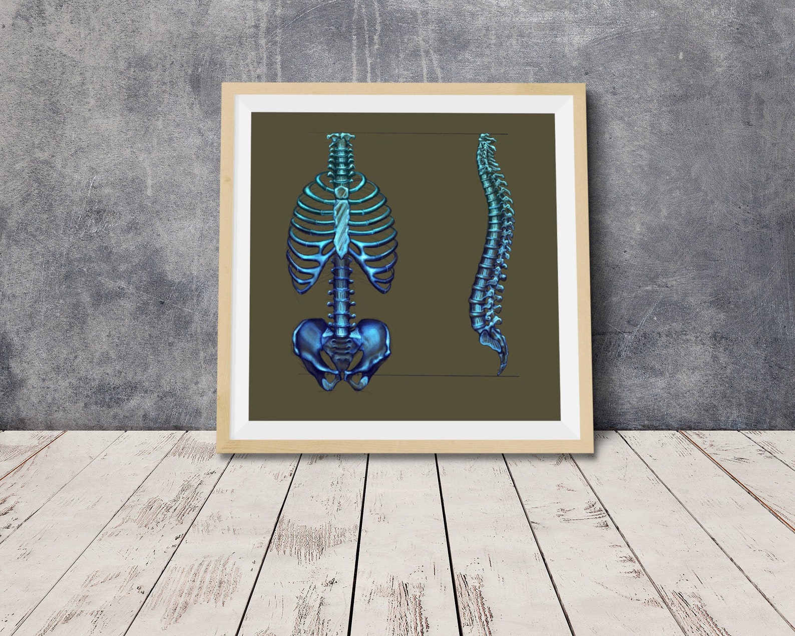 Spine Anatomy Art Print Vertebral Column Skeletal Vertebrae ...