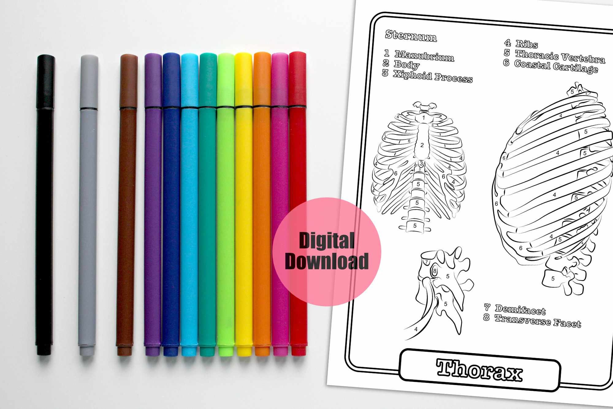 10 Anatomy Coloring Book Pages Printable Body Worksheets Human Study