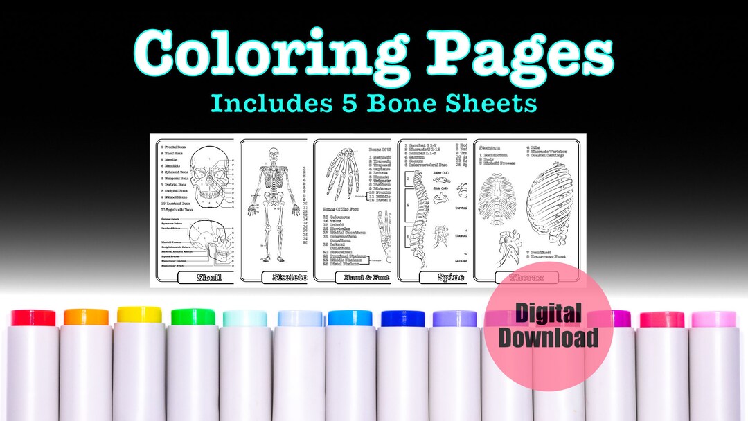 5 Bone Anatomy Coloring Pages, Printable Skeletal System Worksheets ...