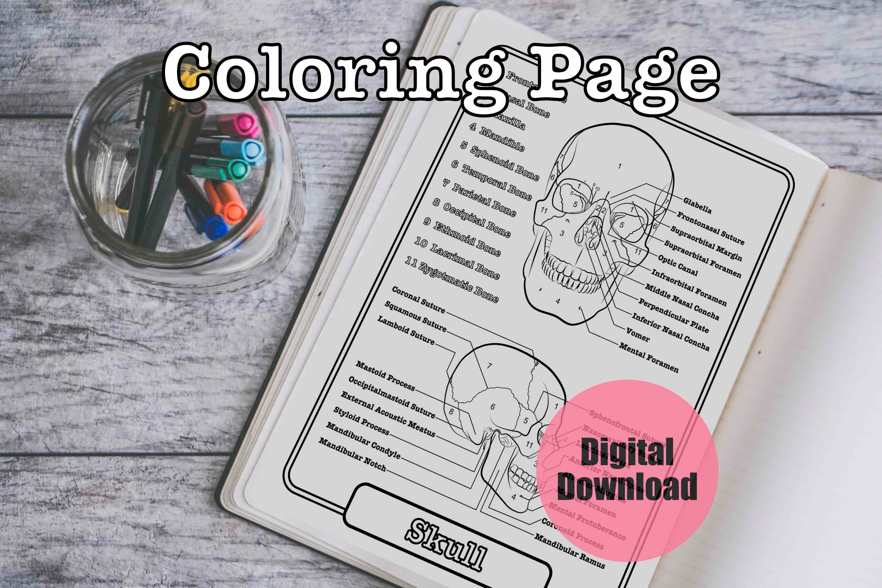 Cranial Bones Anatomy Coloring Page, Skull Worksheet Bones Study Guide ...