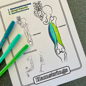 Hamstring Anatomy Adult Children Coloring Page Diagram RN Student Study ...