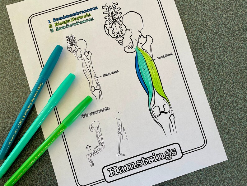 Hamstring Anatomy Adult Children Coloring Page Diagram RN Student Study ...