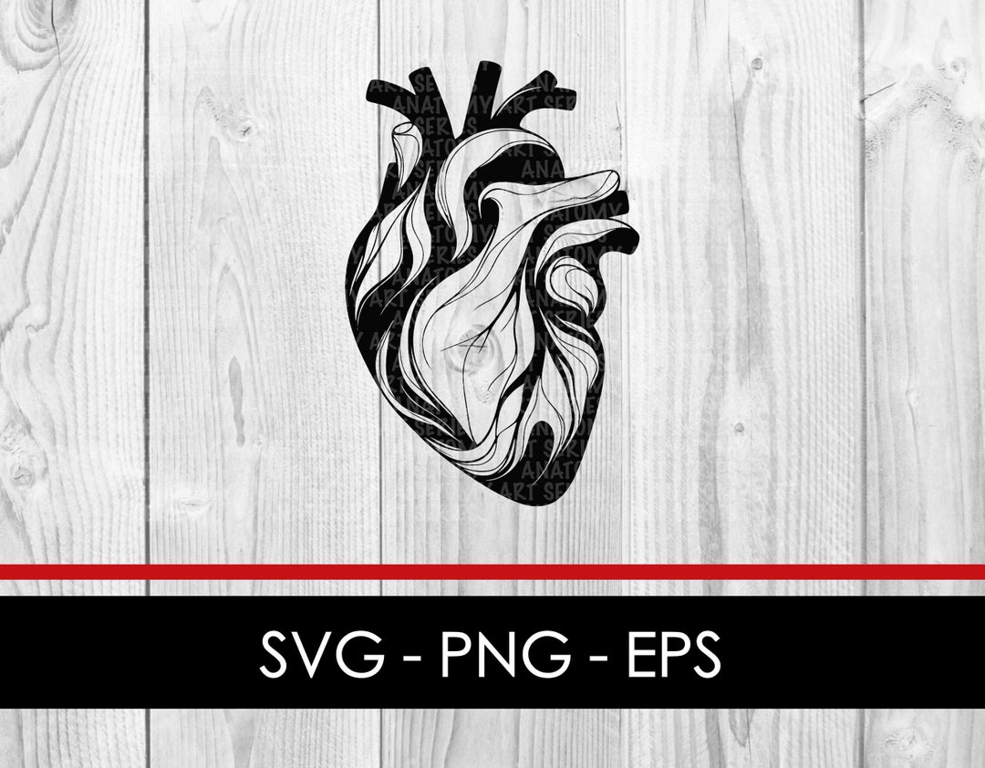 Anatomical Heart Svg Png, Cardiology Vector, Medical Cut Files DIGITAL ...