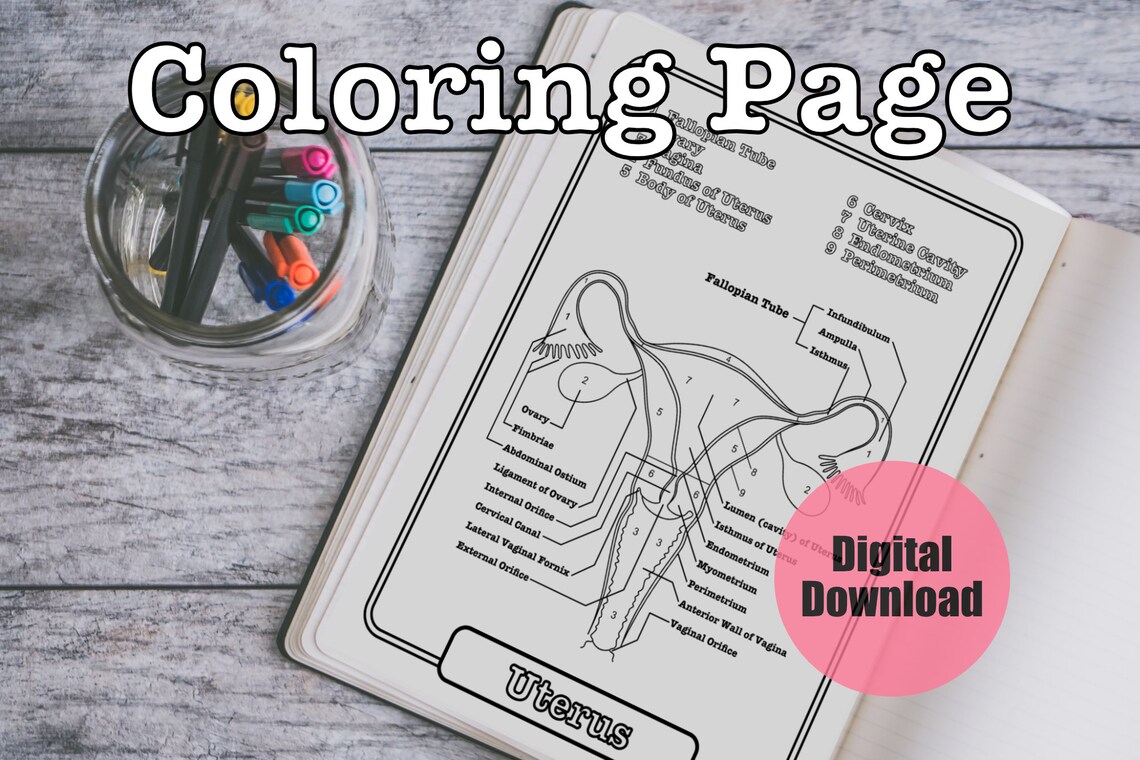 Uterus Anatomy Coloring Page, Female Reproductive Worksheet Study Guide ...