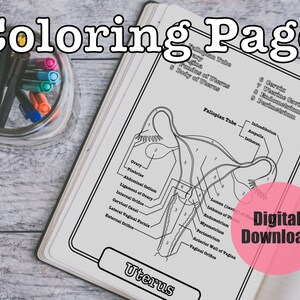 Uterus Anatomy Coloring Page Female Reproductive Worksheet - Etsy