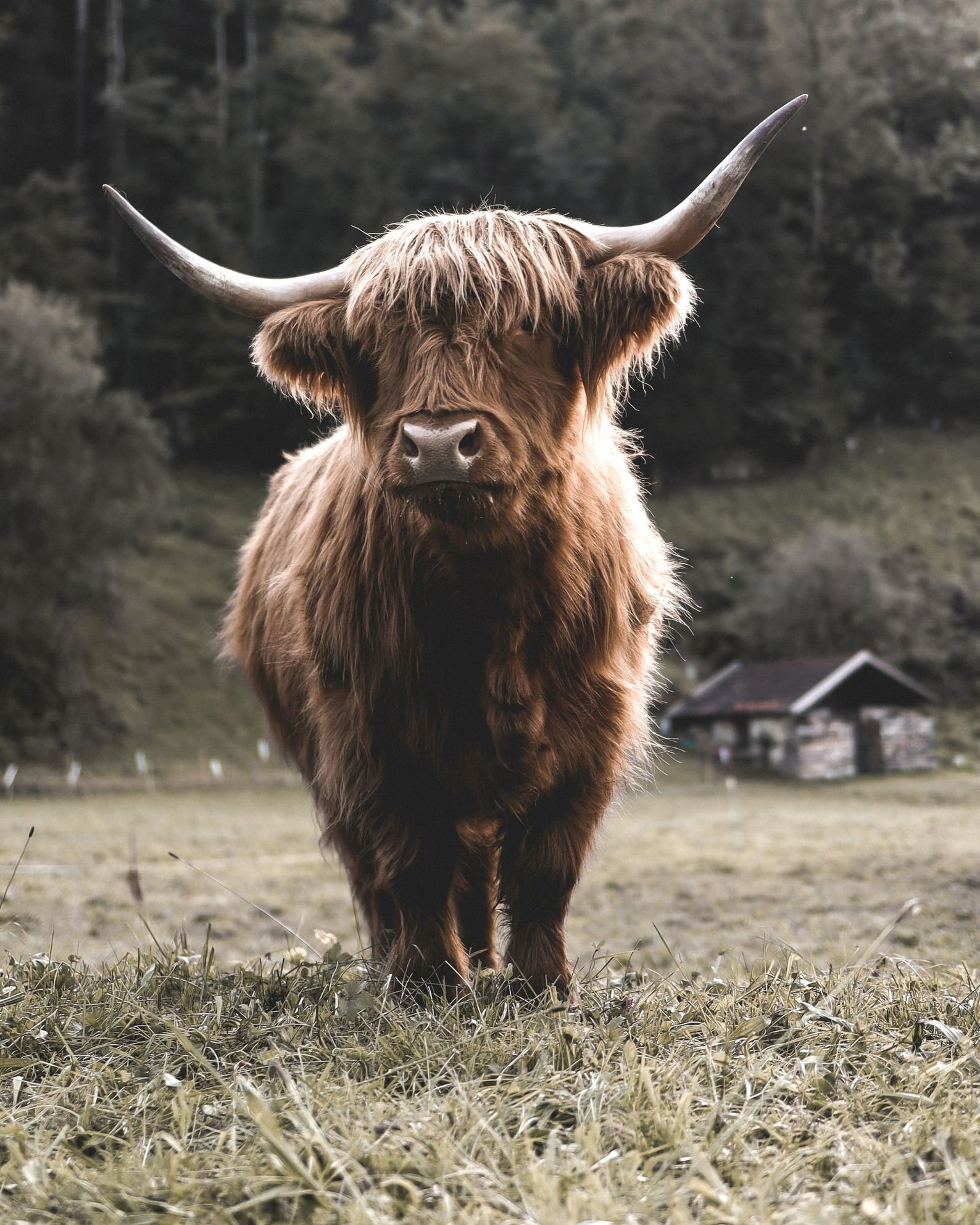 Highland Cow Prints Baby Highland Cow Prints Cute Highland - Etsy