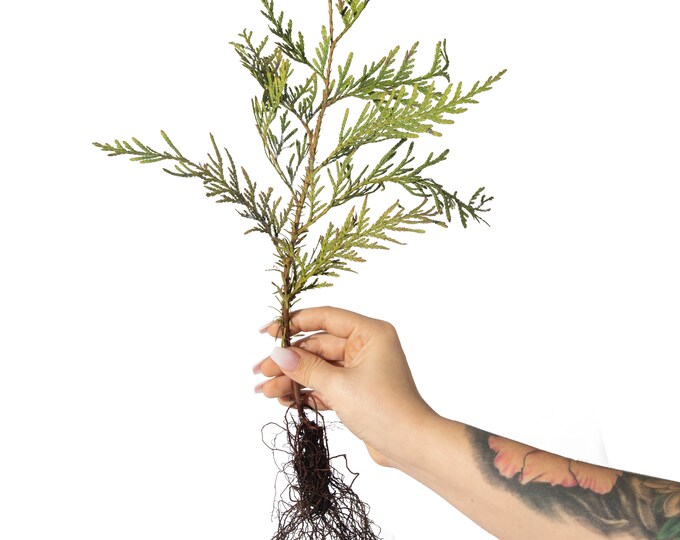 Western Red Cedar Live Plant Seedling - Etsy