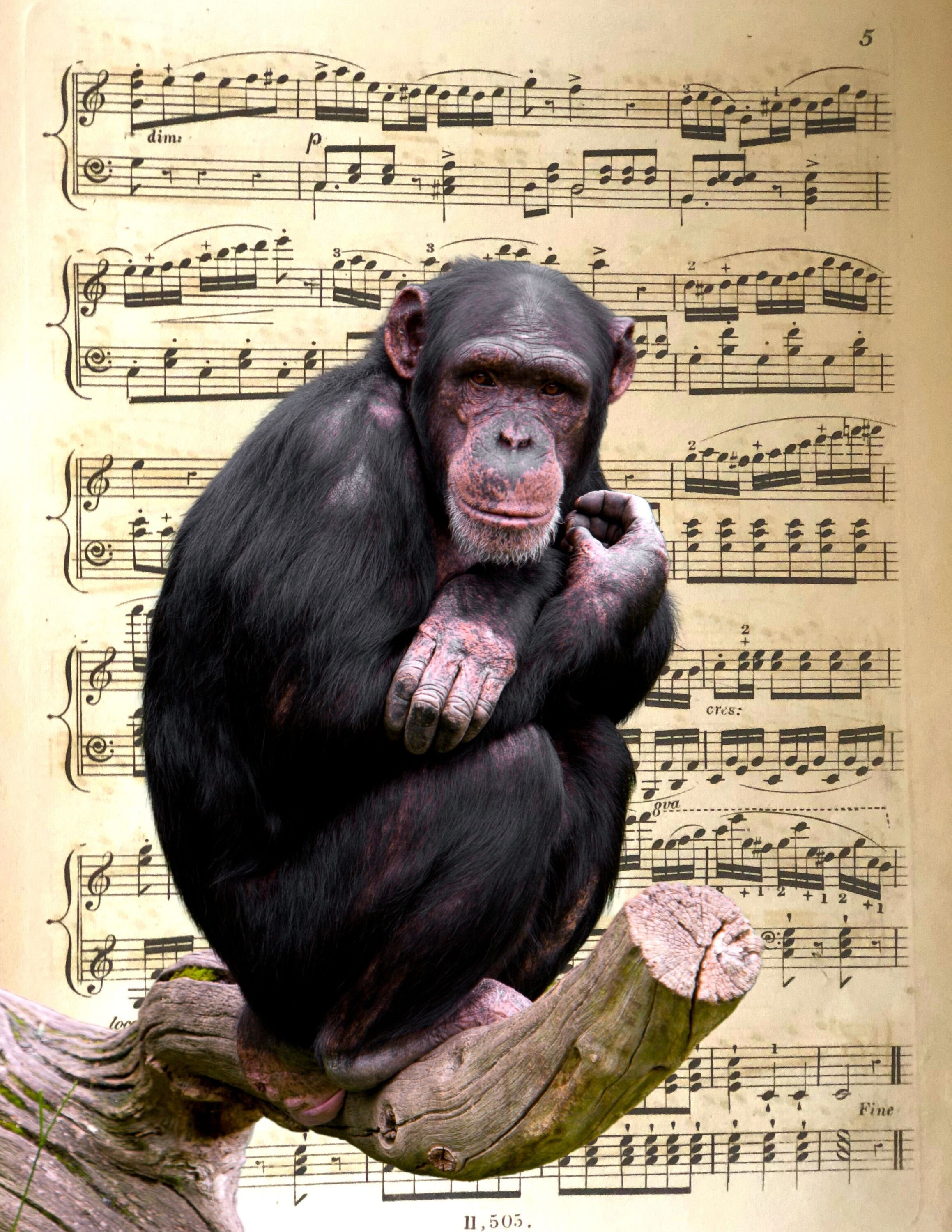 Chimpanzee art print Africa wildlife home decor vintage monkey ...