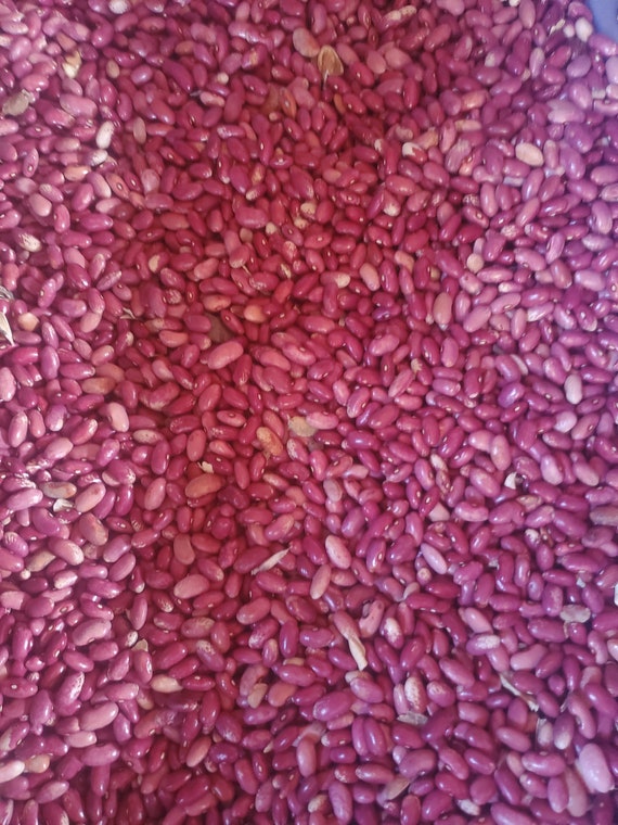 Baciccia Bean Seed | Etsy