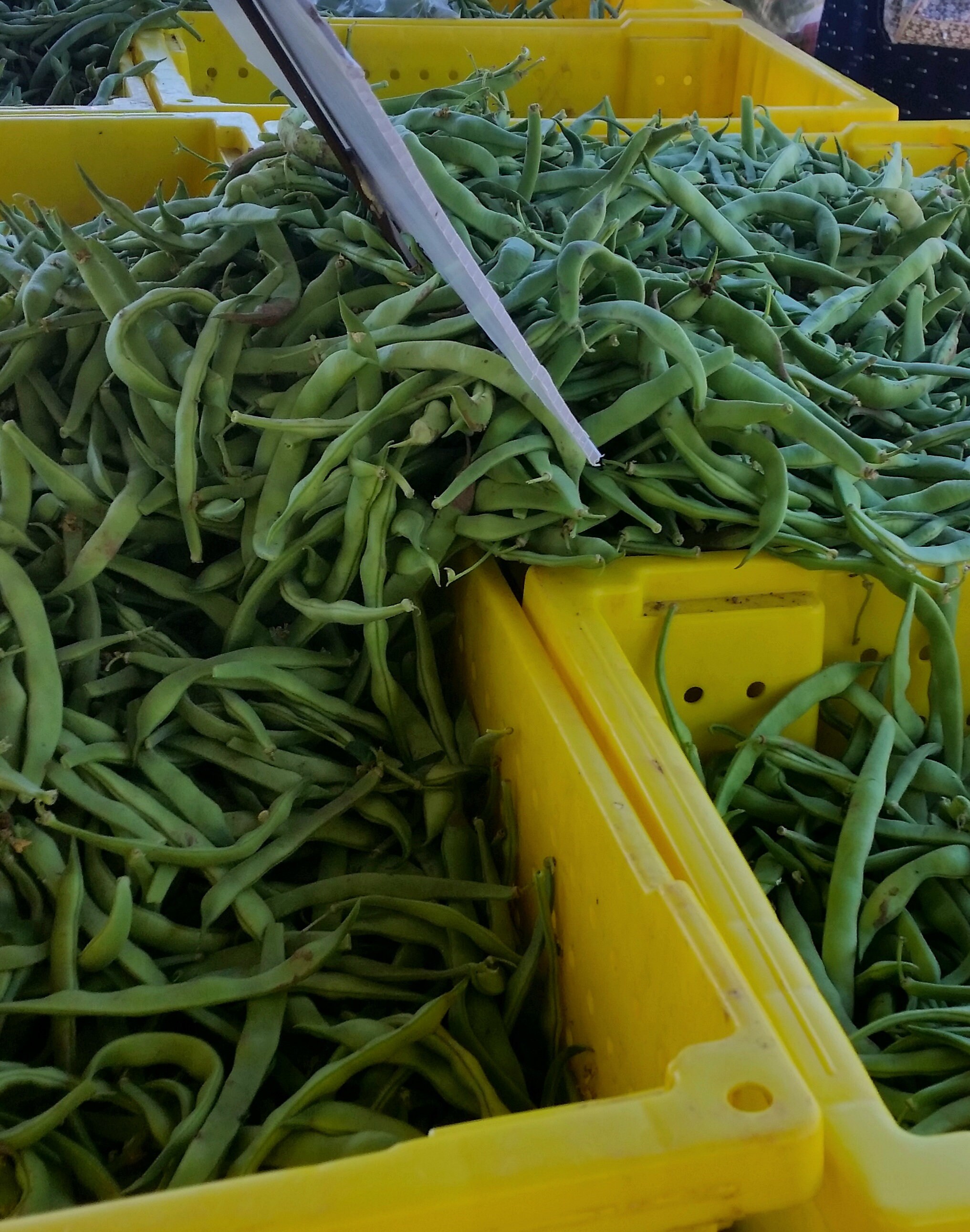 Baciccia Bean Seed - Etsy