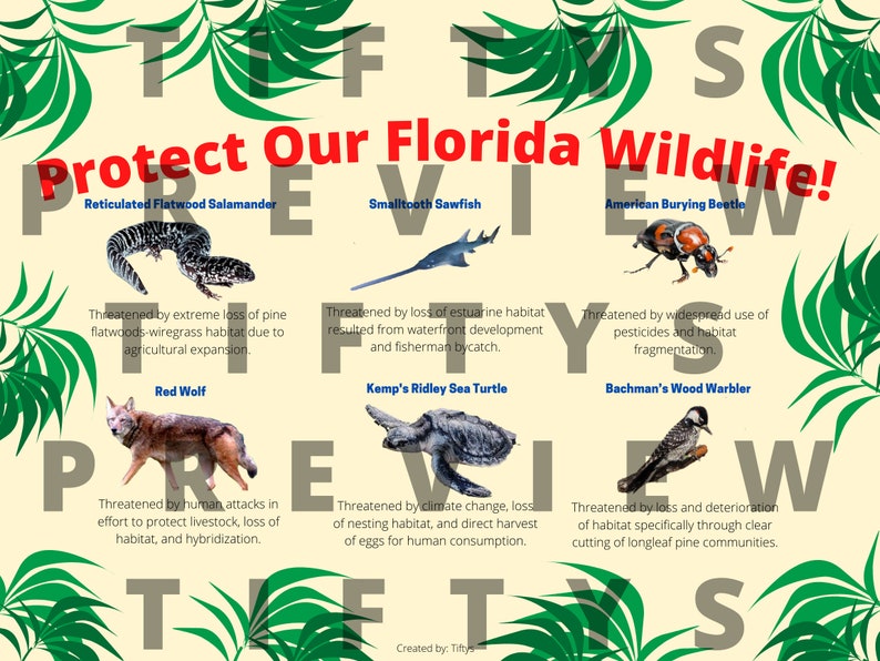 Endangered Wildlife Poster | Florida Wildlife | Endangered Species ...