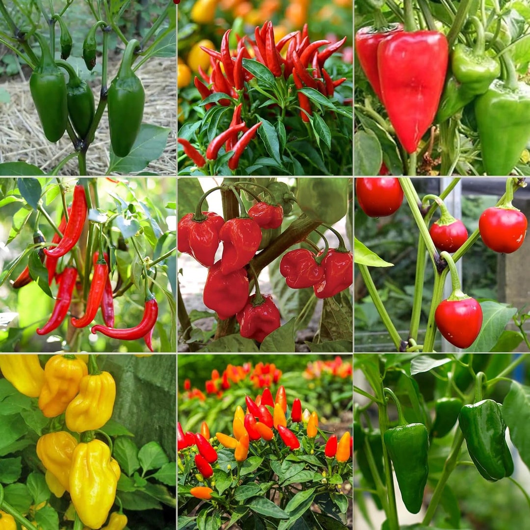 Kit multi-pack de graines de piment épicé 9 variétés spécialisées pour ...