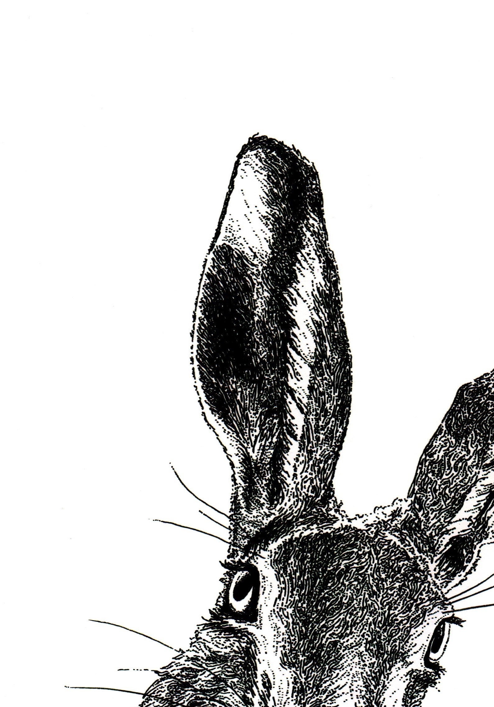 Hare Quality Print / A4 / Unframed - Etsy