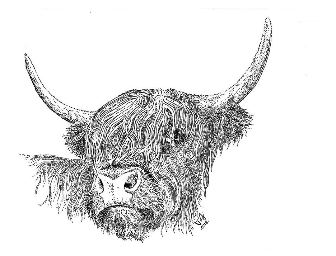 Highland Cow Quality Print / A4 / Unframed - Etsy