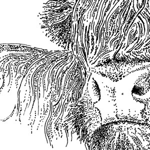 Highland Cow Quality Print / A4 / Unframed - Etsy