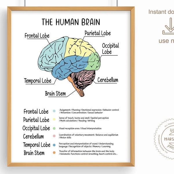 Brain Poster - Etsy