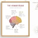 The Human Brain Poster, Therapy Office Decor, Brain Anatomy, Brain ...