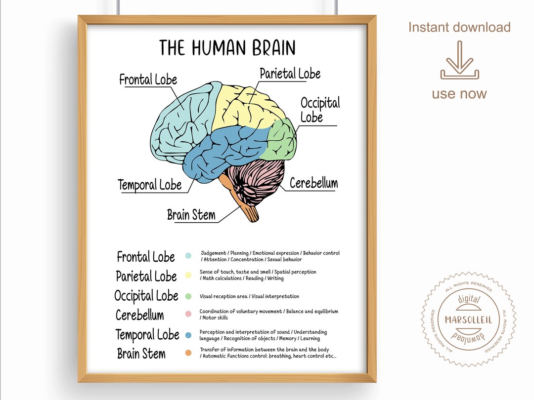 The Human Brain Poster Brain and Behavior Anatomy & - Etsy