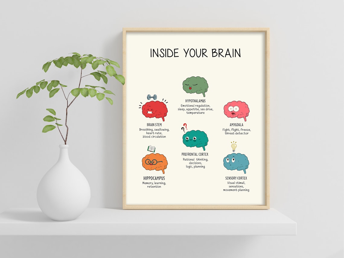Brain Functions Poster, Inside Your Brain, the Human Brain Poster ...