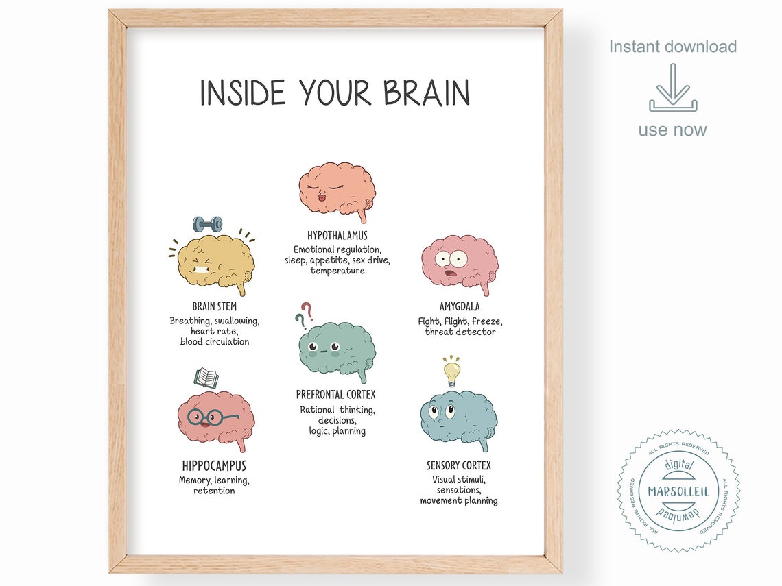 Brain Functions, the Human Brain Poster, Brain Model, Therapy Office ...