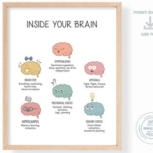 Brain Functions, the Human Brain Poster, Brain Model, Therapy Office ...