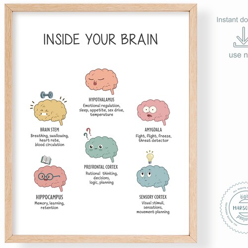 Brain Functions the Human Brain Poster Brain Model Therapy - Etsy