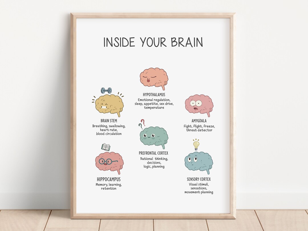 Brain Functions, the Human Brain Poster, Brain Model, Therapy Office ...