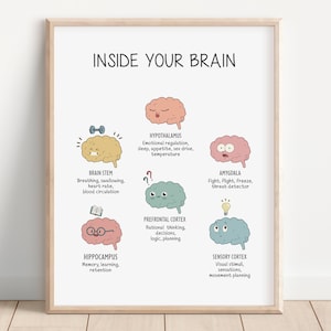 Brain Functions, the Human Brain Poster, Brain Model, Therapy Office ...