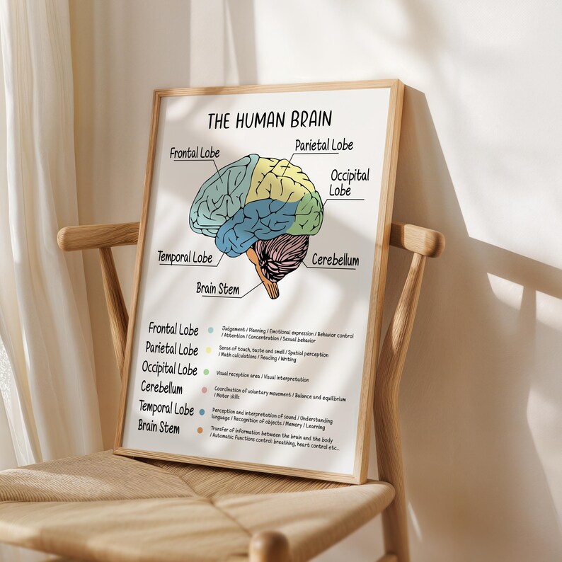 The Human Brain, Mental Health Brain Wall Art, Brain and Behavior ...