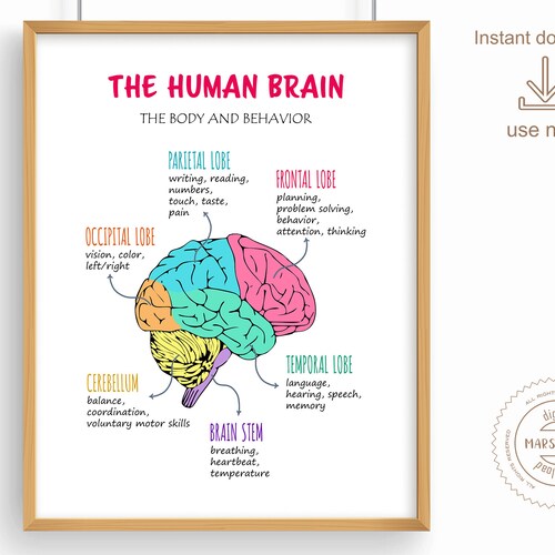 The Human Brain Poster Therapy Office Decor Brain Anatomy - Etsy