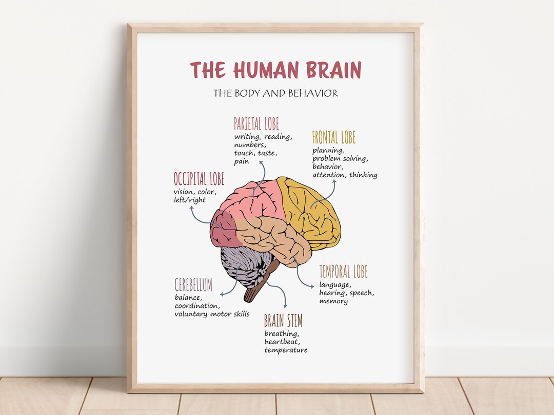 The Human Brain Poster, Therapy Office Decor, Brain Anatomy, Brain ...