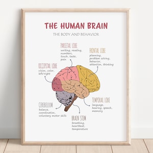 Brain Poster Brain Lobes Functions Therapy Office Decor the - Etsy
