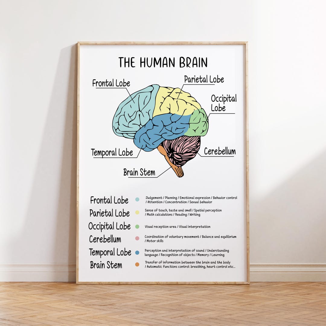 The Human Brain, Mental Health Brain Wall Art, Brain and Behavior ...