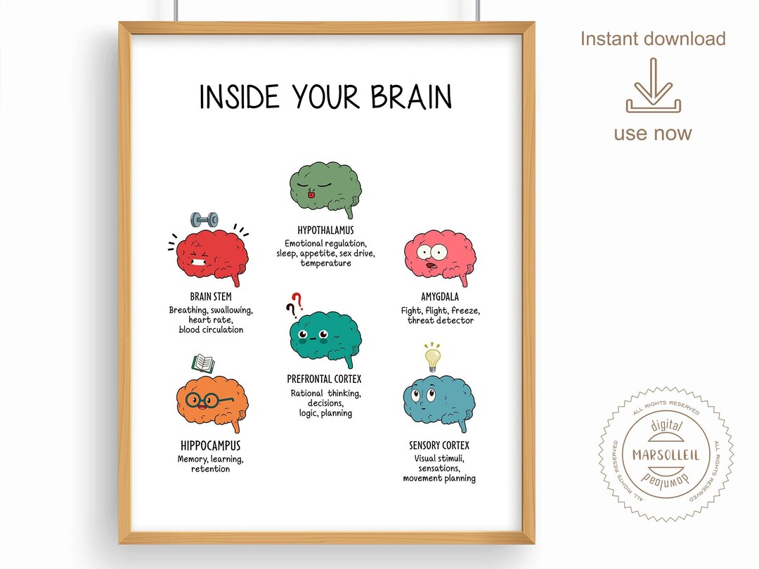 Brain Functions Poster Parts of the Brain Inside Your Brain - Etsy