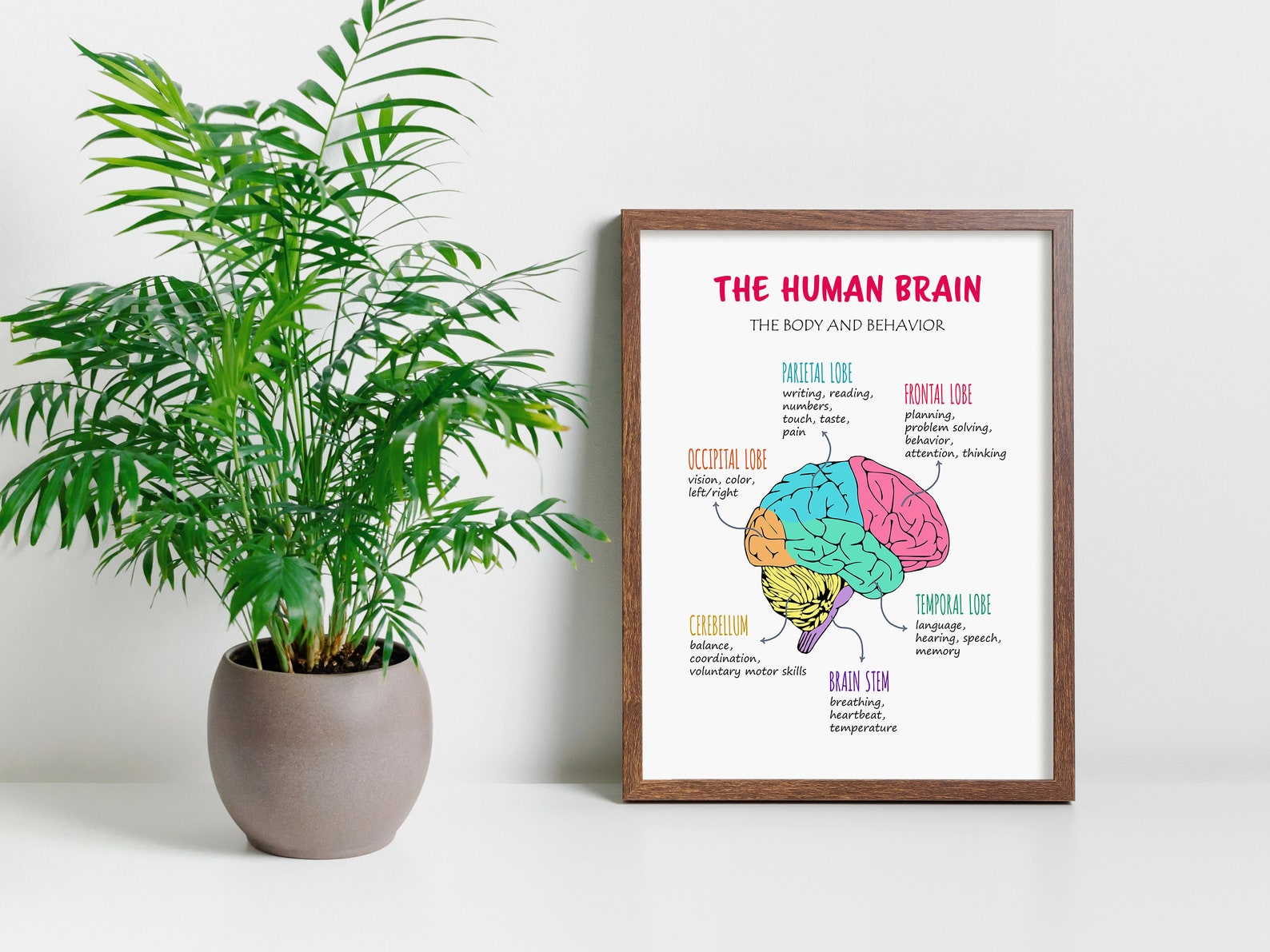 Brain Poster Brain Lobes Functions Therapy Office Decor the - Etsy