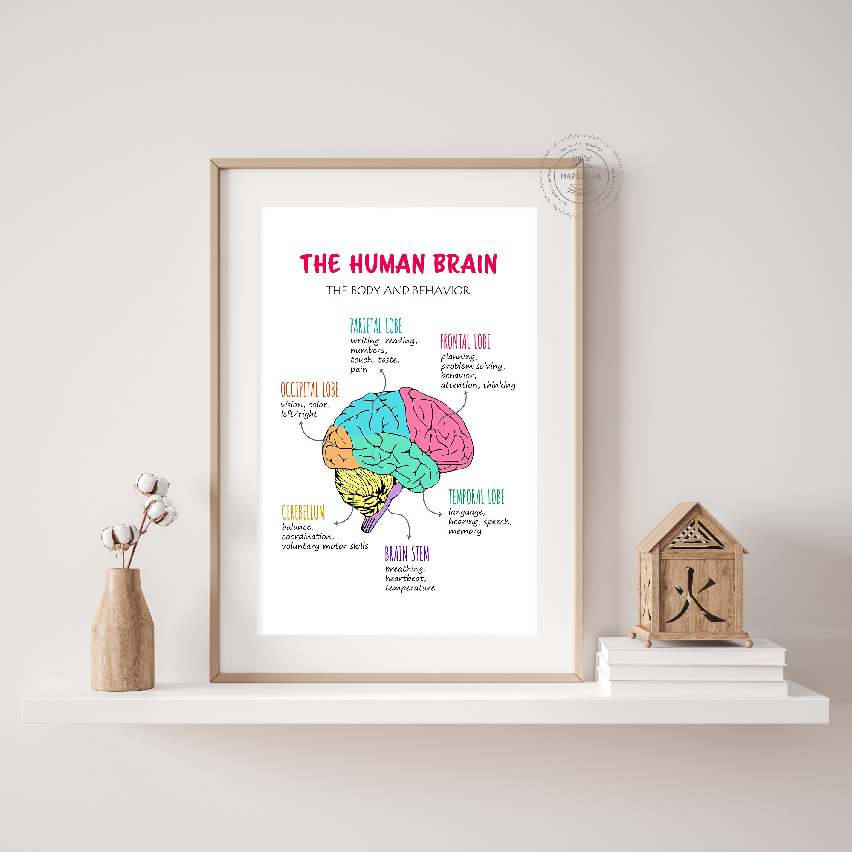 Brain Poster Brain Lobes Functions Therapy Office Decor the - Etsy UK