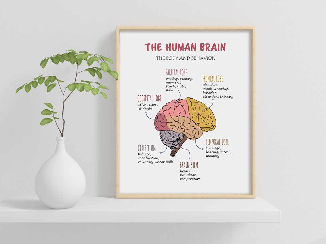 The Human Brain Poster Therapy Office Decor Brain Anatomy - Etsy