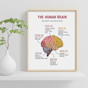The Human Brain Poster, Therapy Office Decor, Brain Anatomy, Brain ...