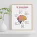 The Human Brain Poster, Therapy Office Decor, Brain Anatomy, Brain ...