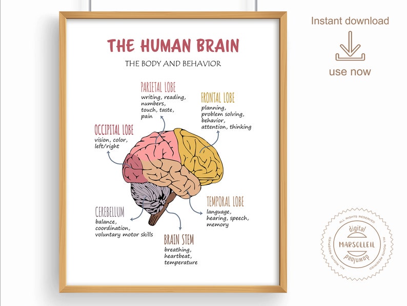 The Human Brain Poster Therapy Office Decor Brain Anatomy - Etsy