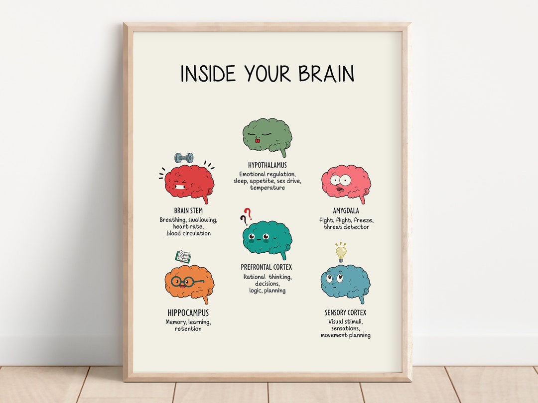 Brain Functions Poster, Inside Your Brain, the Human Brain Poster ...
