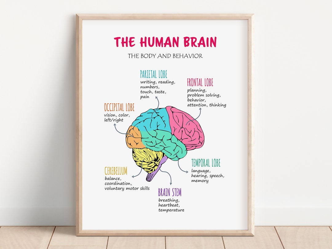 Brain Poster Brain Lobes Functions Therapy Office Decor the - Etsy