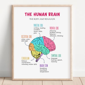 Brain Poster, Brain Lobes Functions, Therapy Office Decor, the Human ...