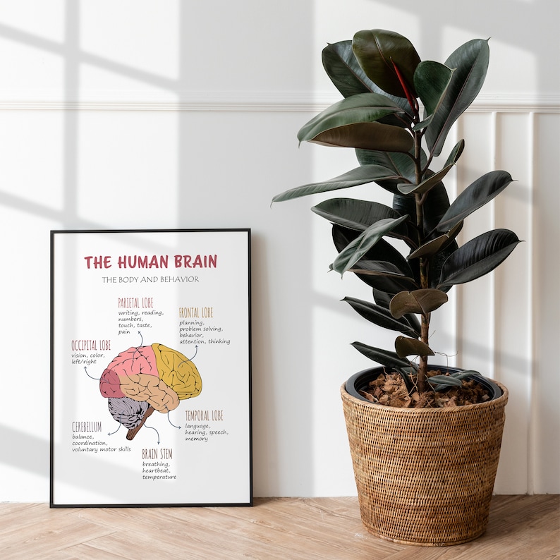 The Human Brain Poster, Therapy Office Decor, Brain Anatomy, Brain ...
