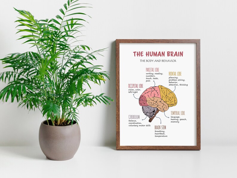 The Human Brain Poster Therapy Office Decor Brain Anatomy - Etsy