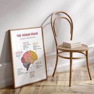 The Human Brain Poster, Therapy Office Decor, Brain Anatomy, Brain ...