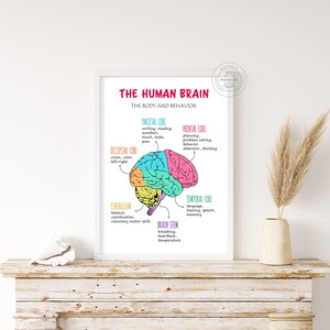 Brain Poster Brain Lobes Functions Therapy Office Decor the - Etsy
